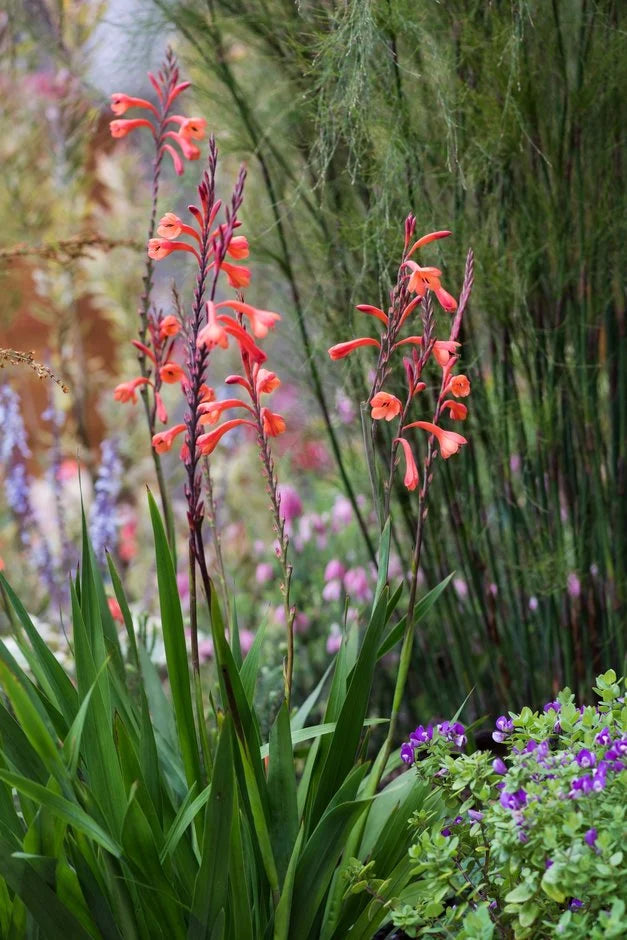 Watsonia Red 2 Litre — Newlands Garden Centre