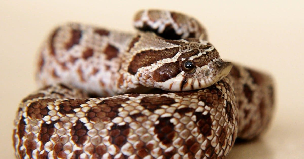 Buy Snakes Online Ireland | Reptiles, Invertebrates & Amphibians ...