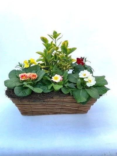 Wicker Window Box Planted with Seasonal Colour — Newlands Garden Centre