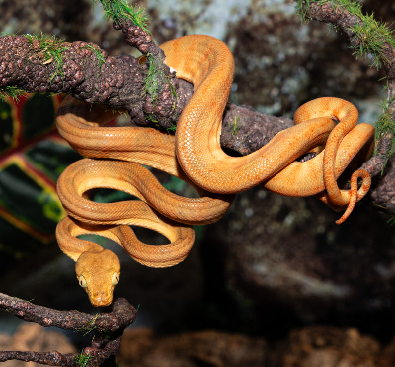 Yellow Amazon Tree Boa — Newlands Garden Centre