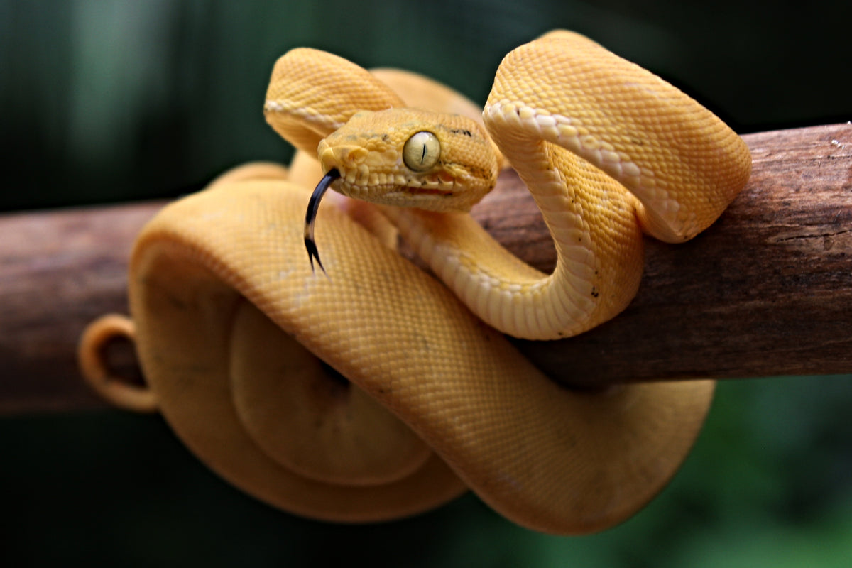 Yellow Amazon Tree Boa — Newlands Garden Centre