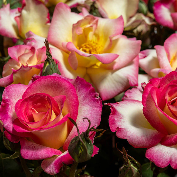 You're My Everything Hybrid Tea Rose 3.5 Litre — Newlands Garden Centre