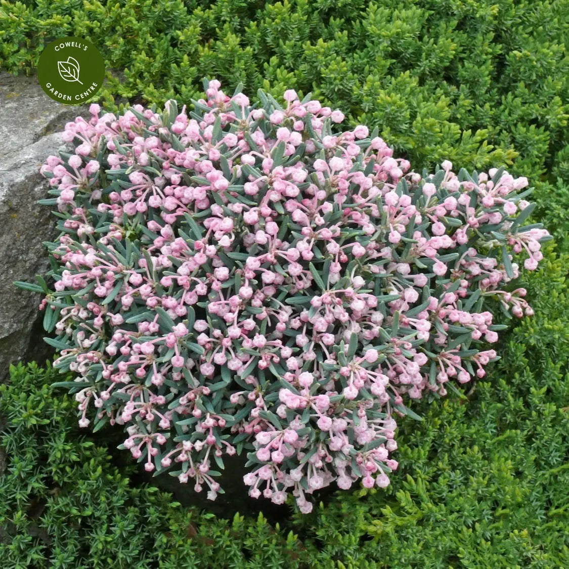 Andromeda polifolia 'Blue Ice' (2 Litre) — Newlands Garden Centre