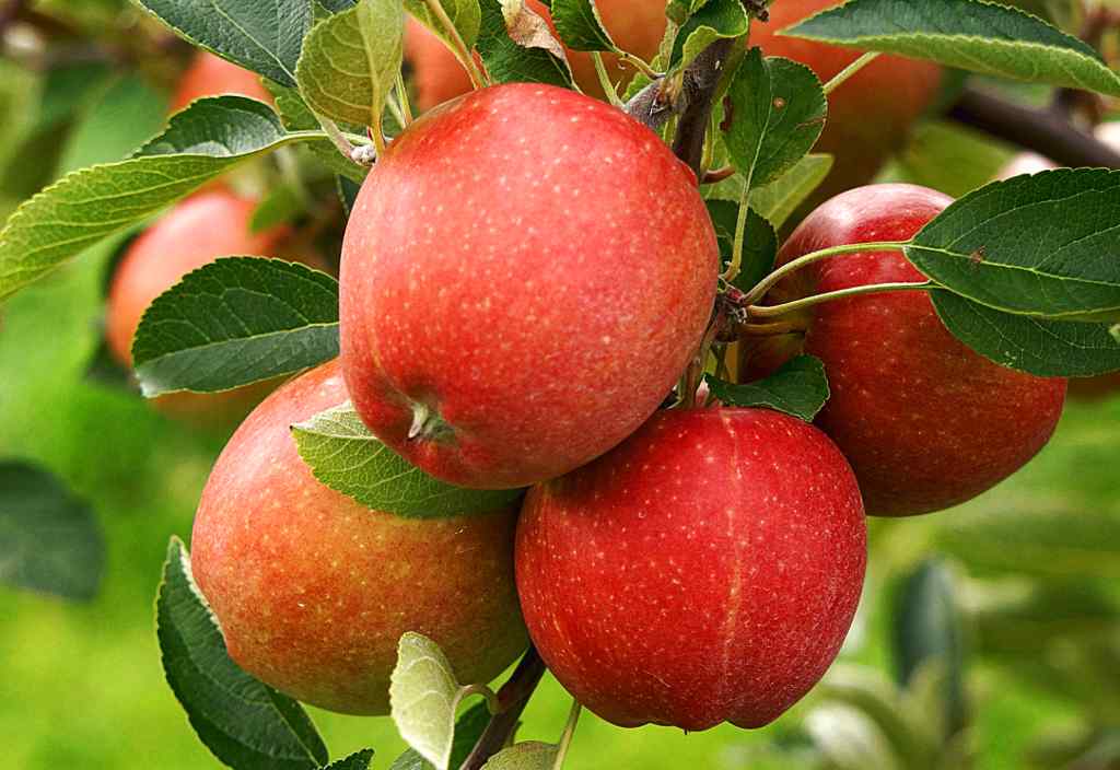 Buy Apple Trees Online Ireland | Apple Trees For Sale Ireland ...
