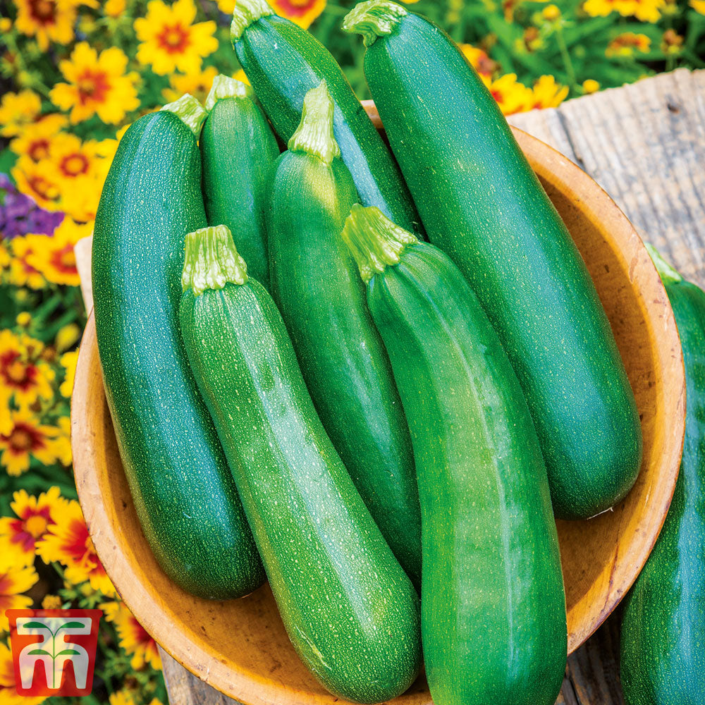 Courgette 'Sure Thing' — Newlands Garden Centre