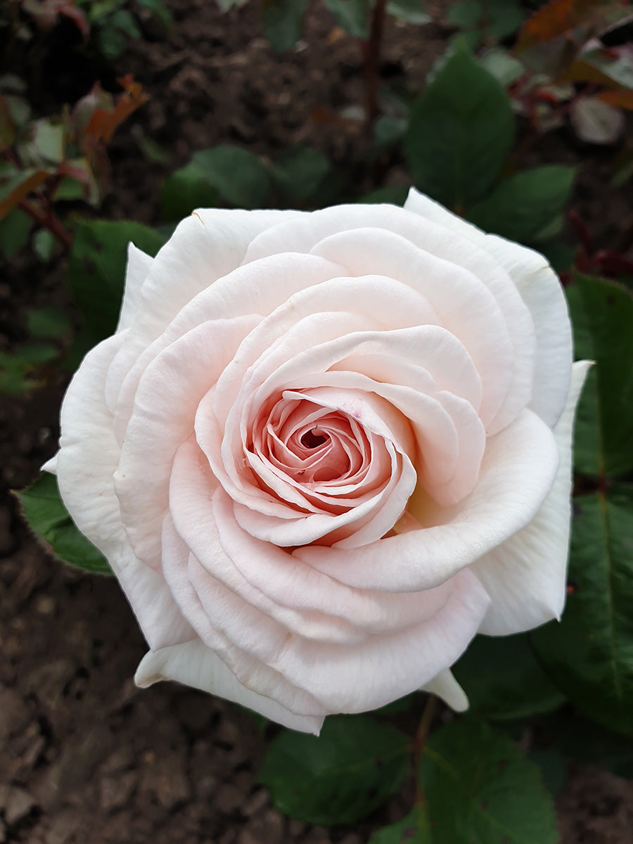 Creamy Parfuma Kordes Rose 5 Litre — Newlands Garden Centre