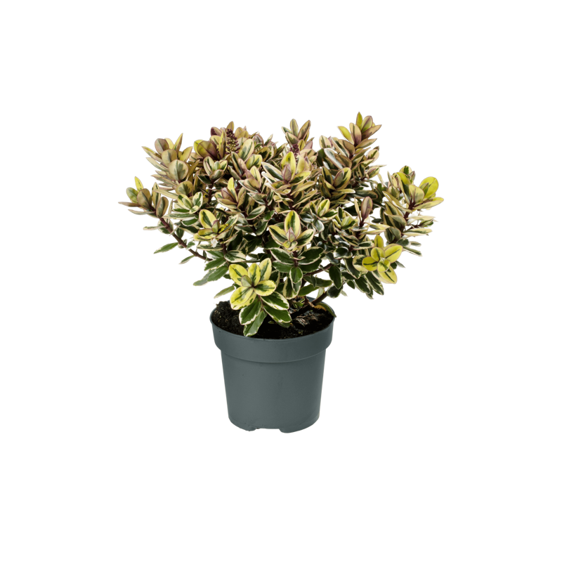 Hebe addenda Tricolor 2 Litre — Newlands Garden Centre