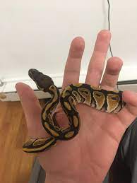 Buy Snakes Online Ireland | Reptiles, Invertebrates & Amphibians ...
