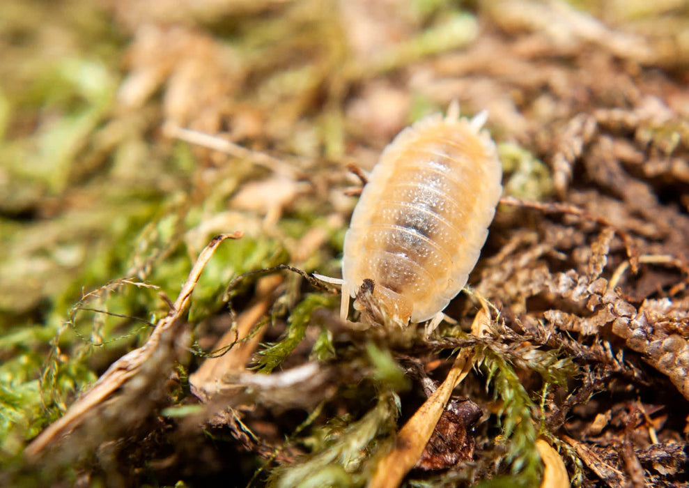 Snow White Isopod | Porcellio laevis — Newlands Garden Centre