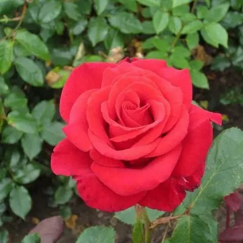 Happy Ruby Wedding Hybrid Tea Rose - 3.5 Litre — Newlands Garden Centre