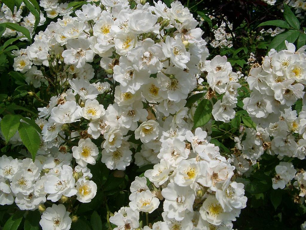 Buy Climbing Roses Online Ireland | Buy Rambling Roses Ireland ...