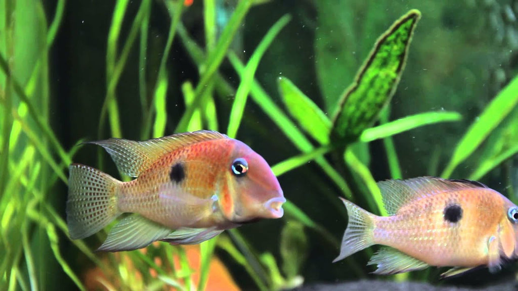 Buy Tropical & Coldwater Fish Online Ireland | Tropical Fish Store ...