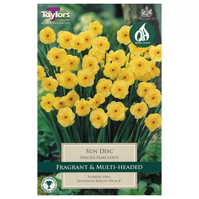 Daffodil Narcissus 'Sun Disc' (9 pack) — Newlands Garden Centre
