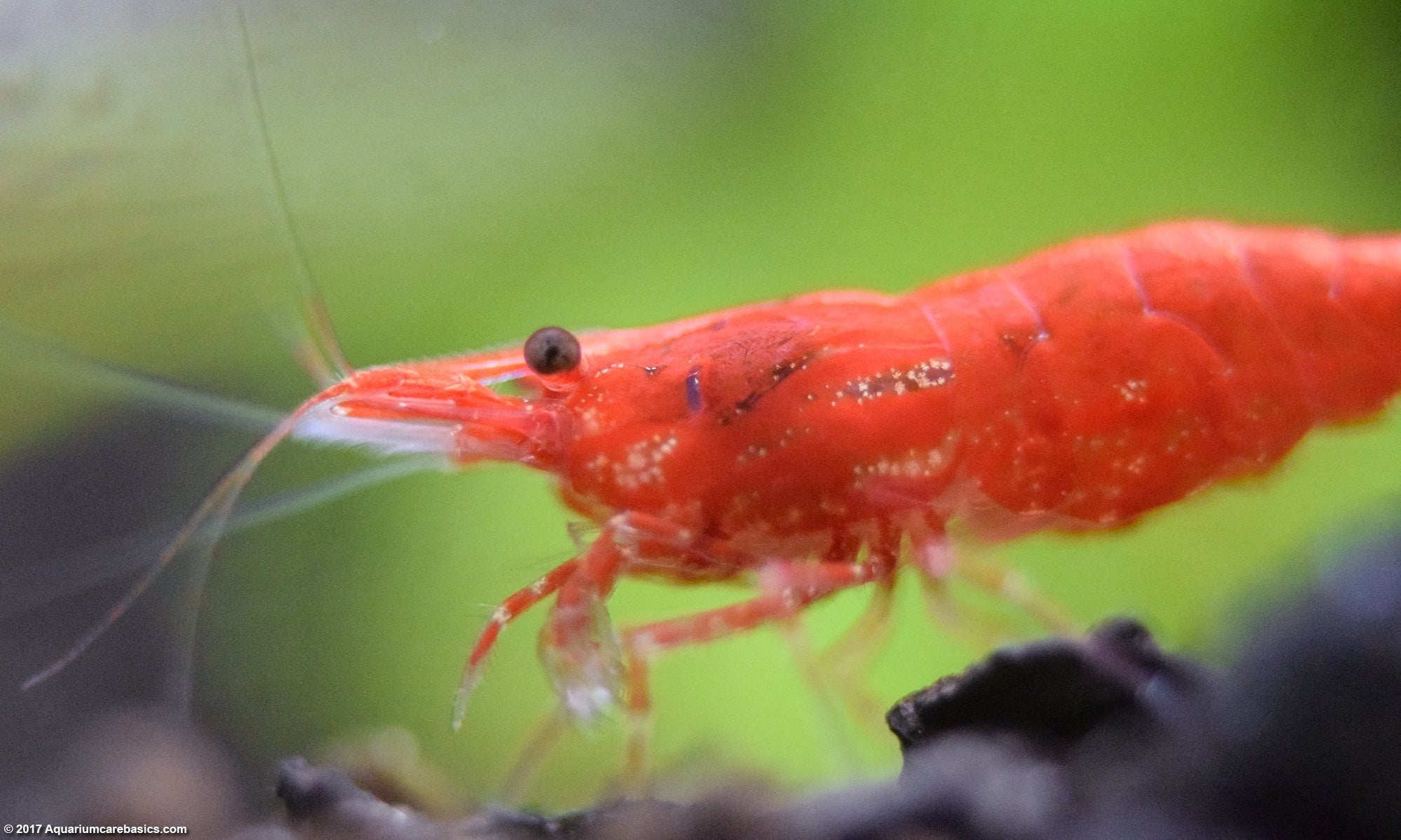 Buy Tropical Fish Online Ireland | Buy Freshwater Fish Online | Buy ...