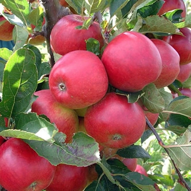 Buy Fruit Trees Online | Fruit Trees Sale Ireland | Apple Trees | Pear ...