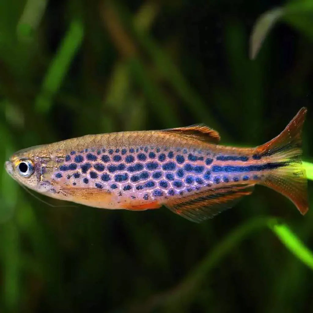 Orange Fin Kyathit Danio (Lg) — Newlands Garden Centre