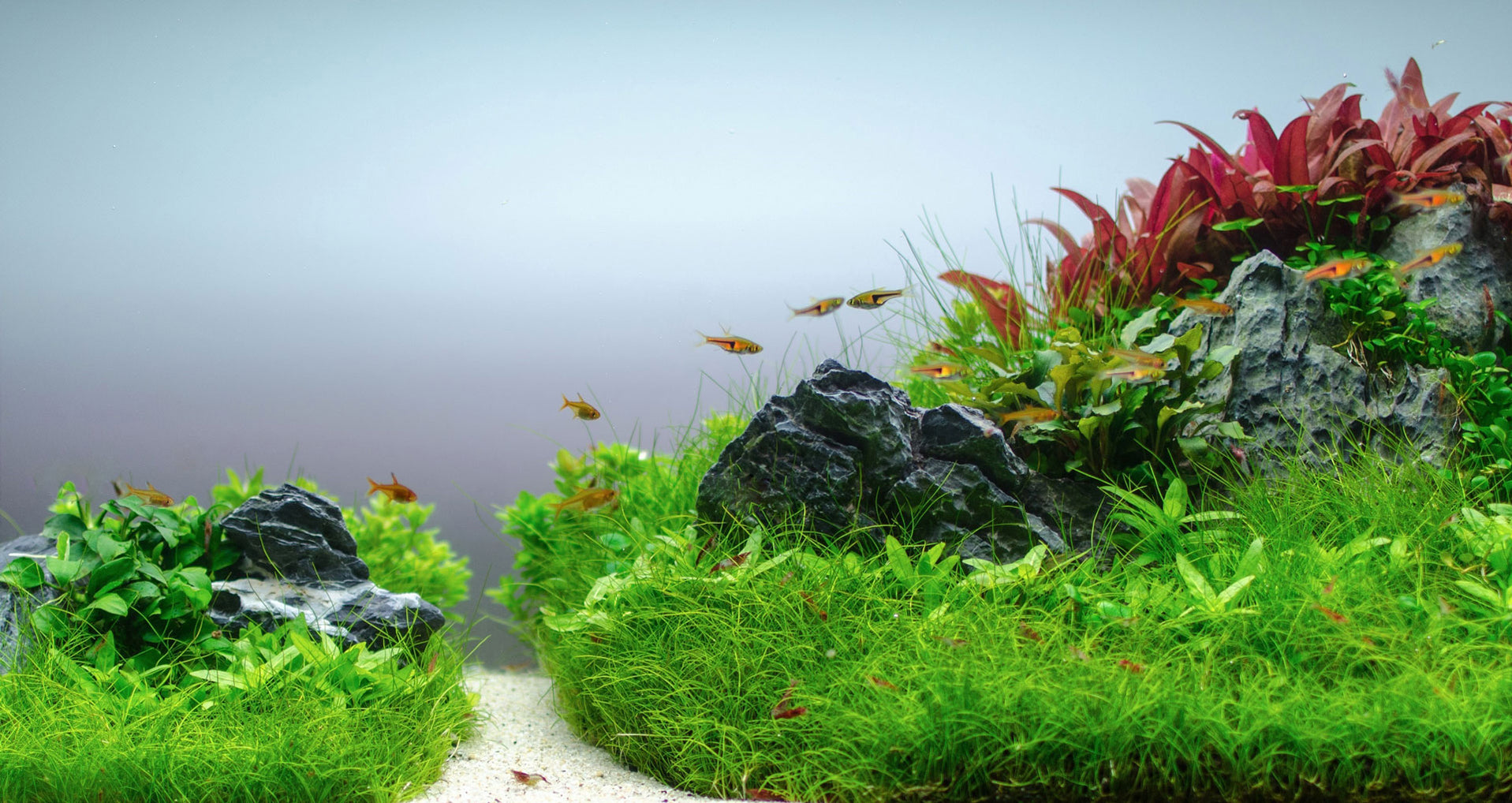 Aquatic Shop Dublin | Aquatic Online Store | Aquariums | Tropical Fish ...