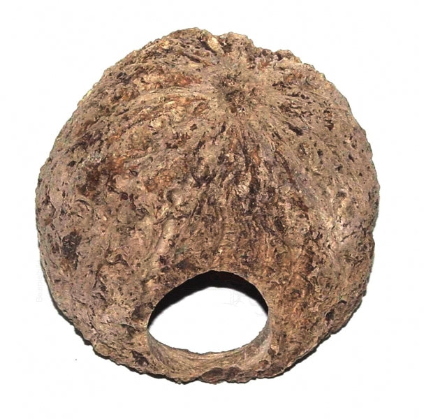 Brazil nut shell perforated — Newlands Garden Centre