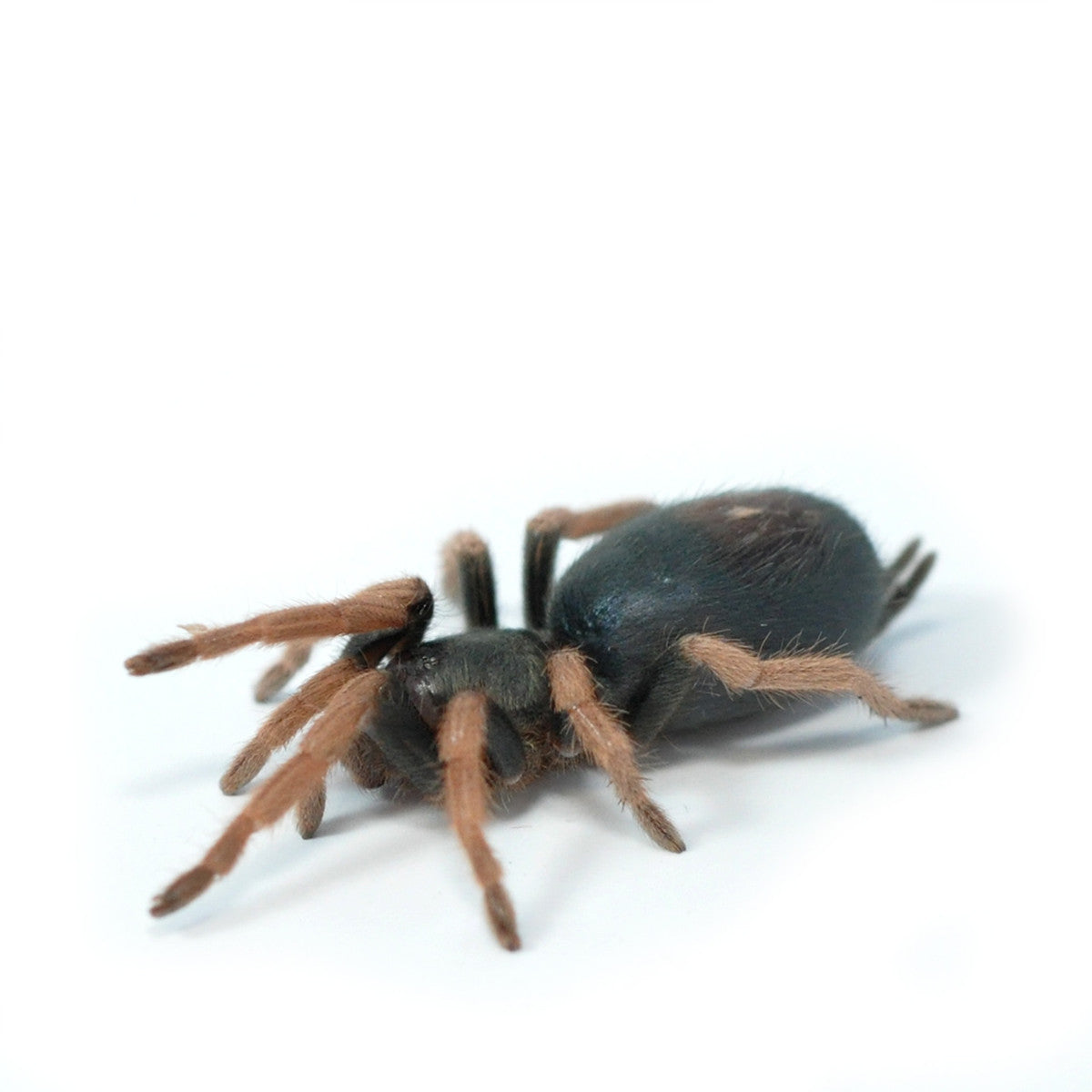 Dwarf Pink Leg Tarantula — Newlands Garden Centre