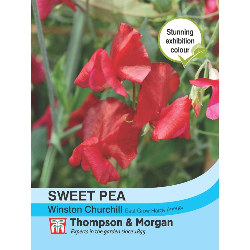 Sweet Pea Winston Churchill — Newlands Garden Centre