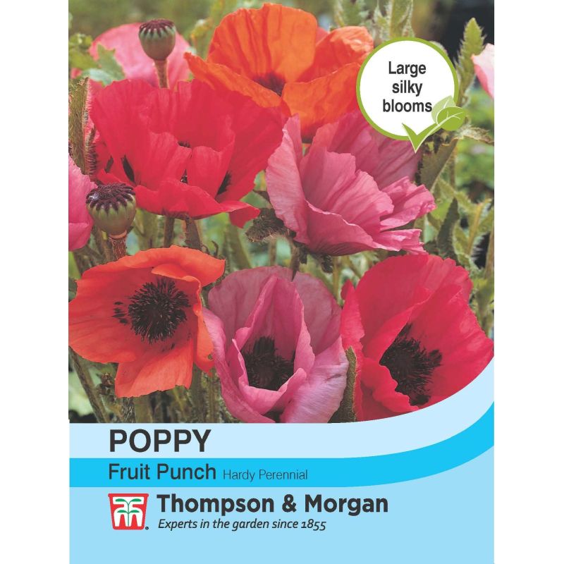 Poppy Fruit Punch — Newlands Garden Centre
