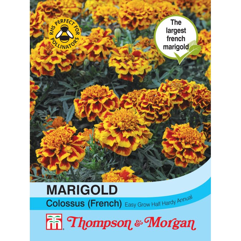 Marigold Colossus — Newlands Garden Centre