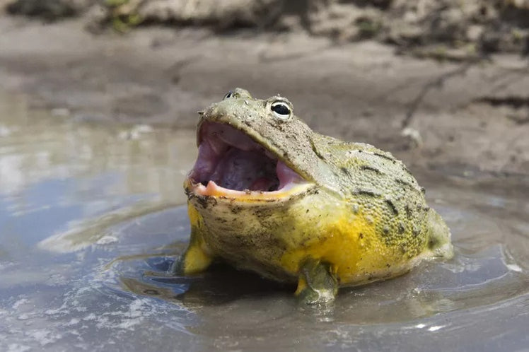 Buy Reptiles Online Ireland | Snakes, Lizards, Amphibians, Tortoises ...