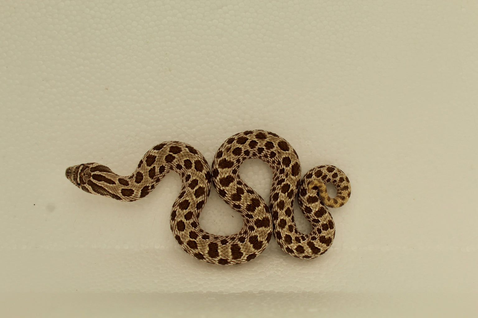 Buy Snakes Online Ireland | Reptiles, Invertebrates & Amphibians ...
