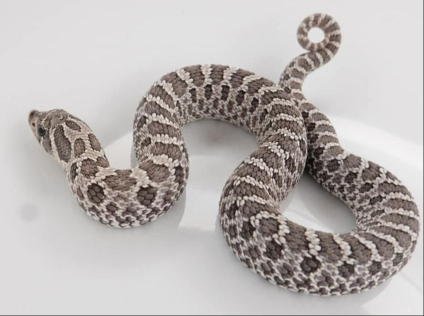 Buy Snakes Online Ireland | Reptiles, Invertebrates & Amphibians ...