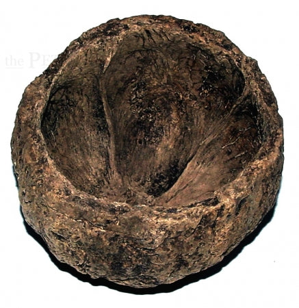 Brazil Nut Shell — Newlands Garden Centre