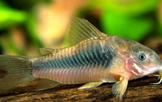 Buy Tropical Fish Online Ireland | Buy Freshwater Fish Online | Buy ...