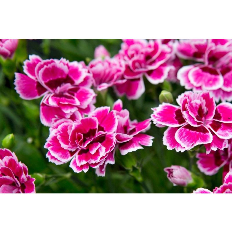 Dianthus Sugar Plum — Newlands Garden Centre