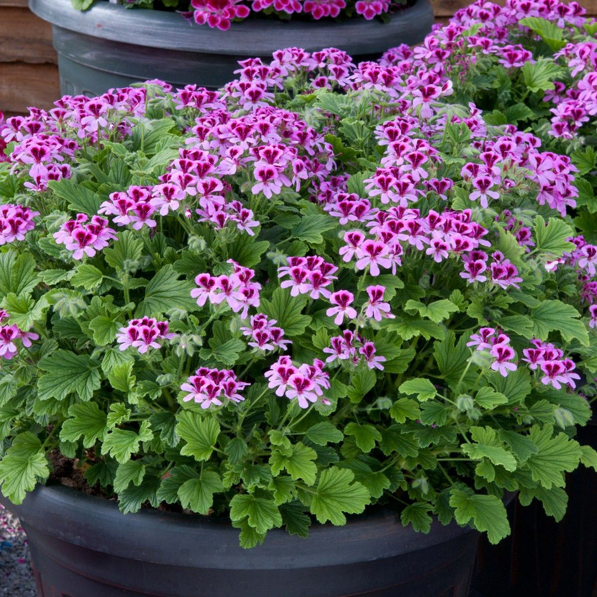 Buy Seasonal Bedding Plants | Bedding Plants Dublin | Bedding Plants ...