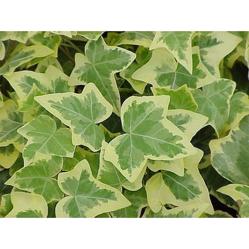 Hedera Helix Goldchild Ivy — Newlands Garden Centre