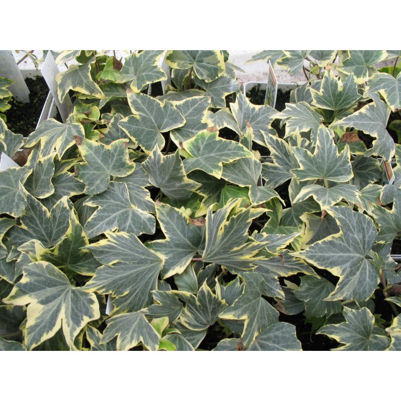 Hedera helix 'Yellow Ripple' ivy — Newlands Garden Centre