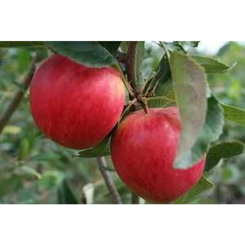 Buy Apple Trees Online Ireland | Apple Trees For Sale Ireland ...