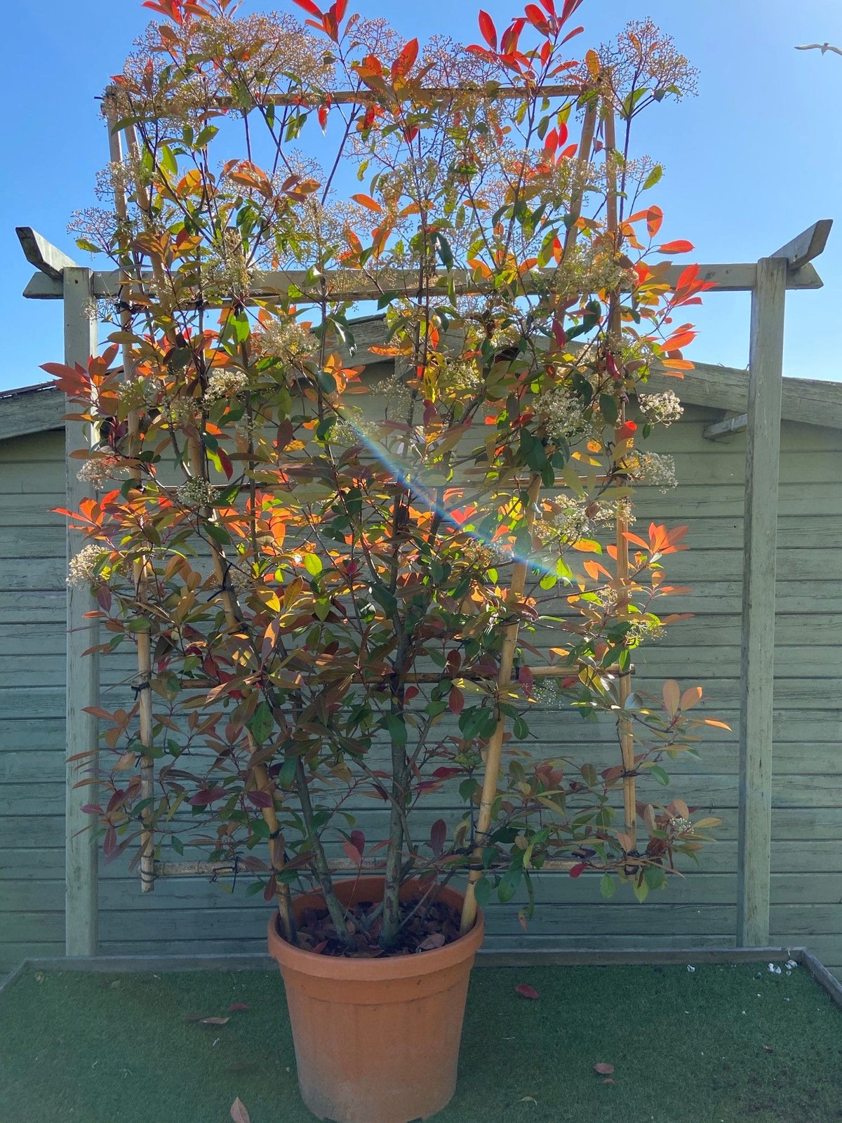 Photinia Serr. Red Robin Espallier 180cm x 120cm — Newlands Garden Centre