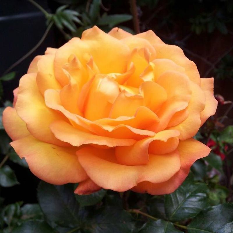 Precious Amber Floribunda Rose 3.5 Litre — Newlands Garden Centre