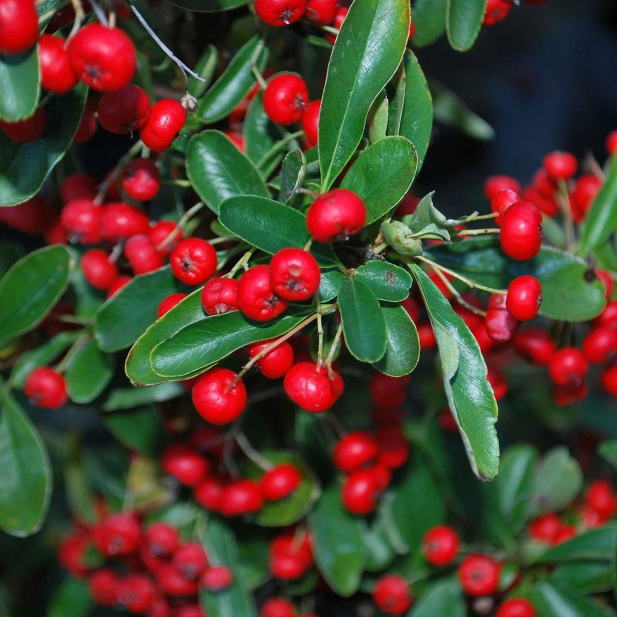 Pyracantha coccinea 'Red Column' — Newlands Garden Centre