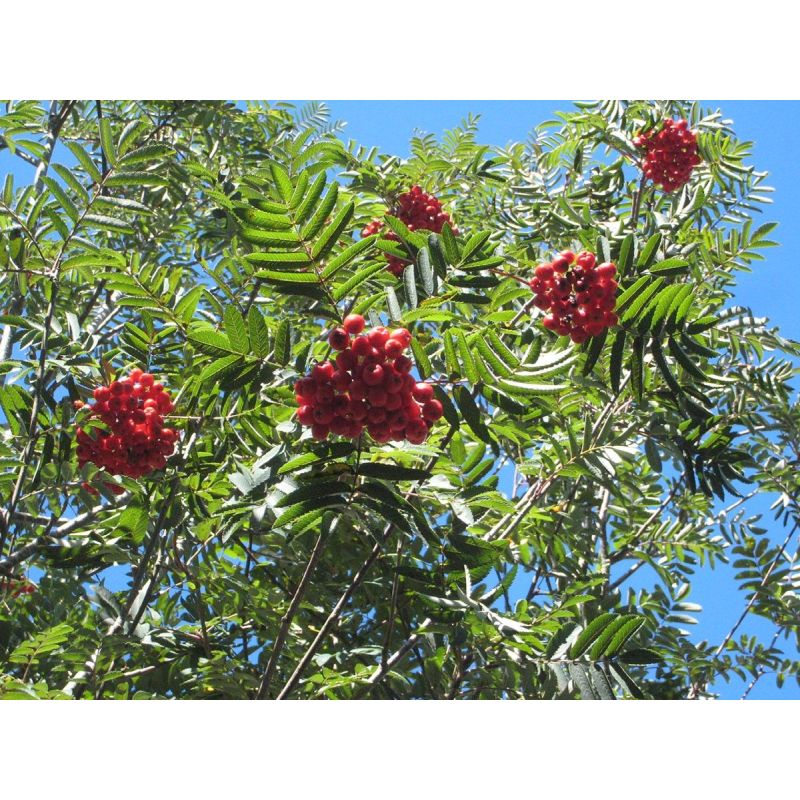 Sorbus aucuparia Cardinal Royal — Newlands Garden Centre