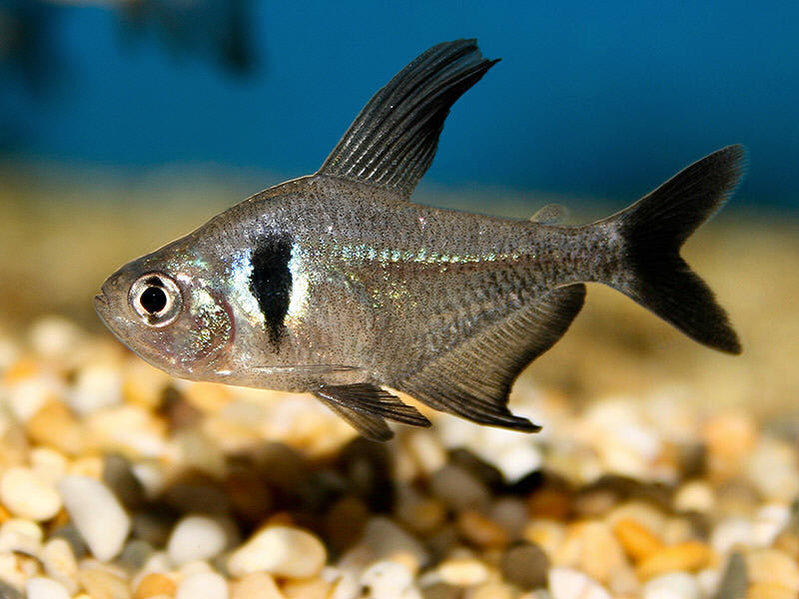 Buy Tropical & Coldwater Fish Online Ireland | Tropical Fish Store ...