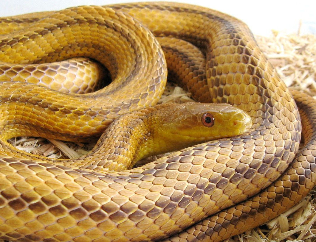 Buy Snakes Online Ireland | Reptiles, Invertebrates & Amphibians ...
