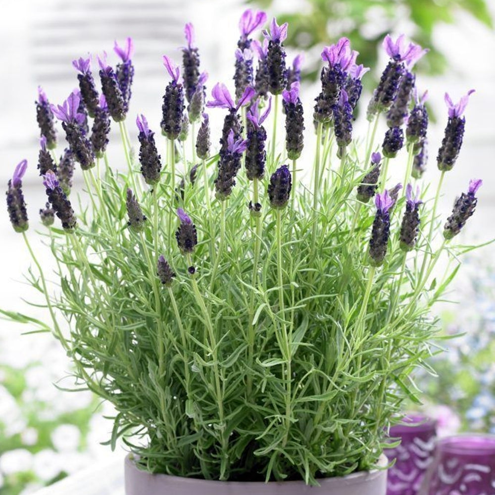 Lavender | Lavandula stoechas 'Anouk' 1.5 Litre — Newlands Garden Centre